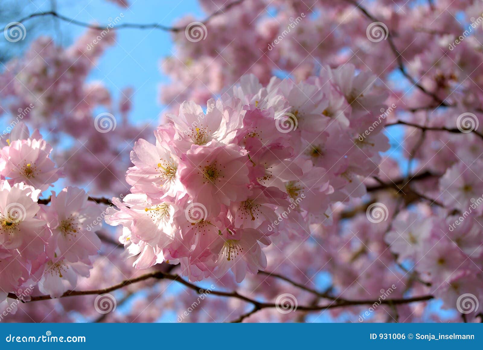 Spring stock photo. Image of japan, objects, couple, spring - 931006