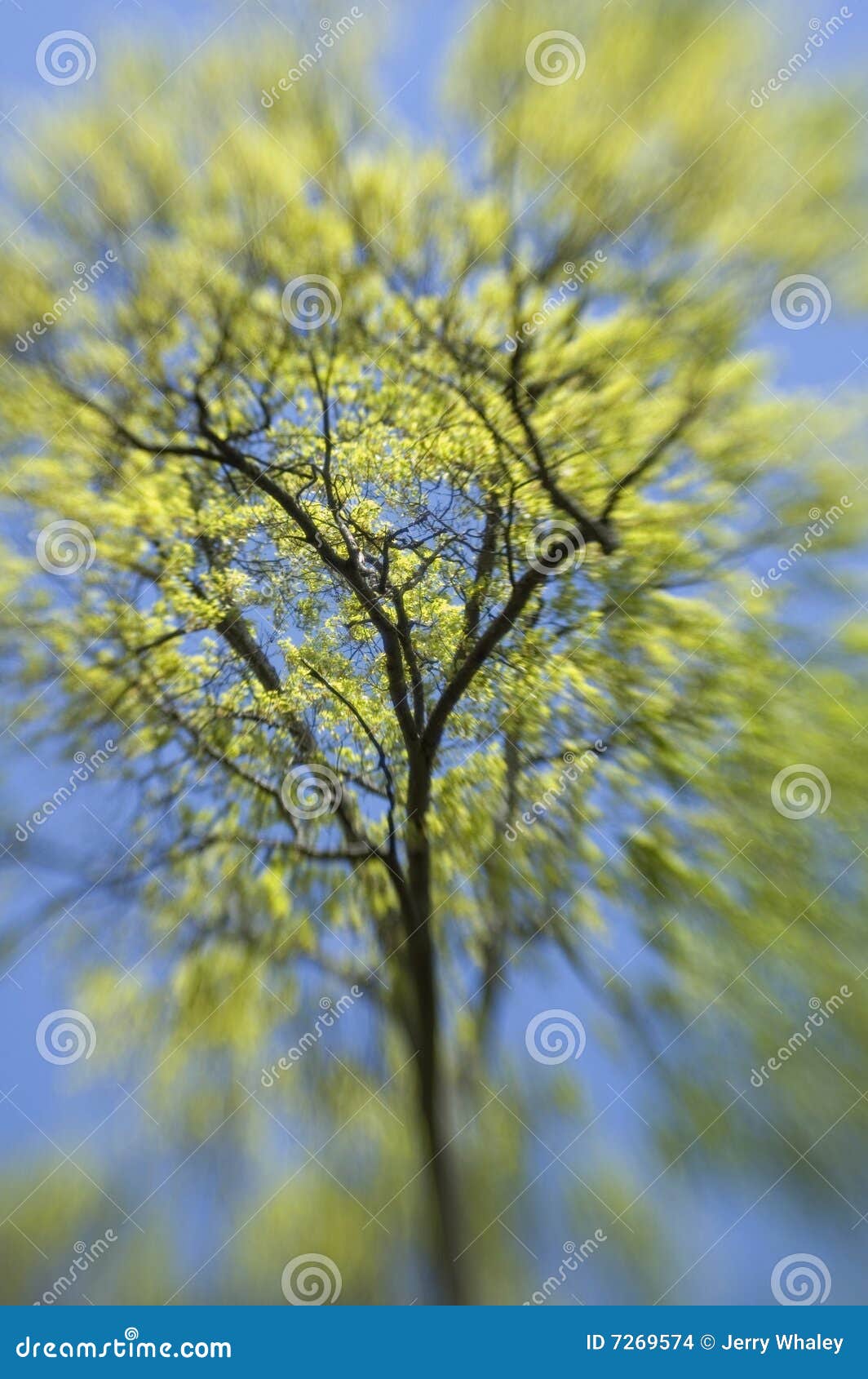 Spring Abstract, Tree stock photo. Image of beauty, daytime - 7269574