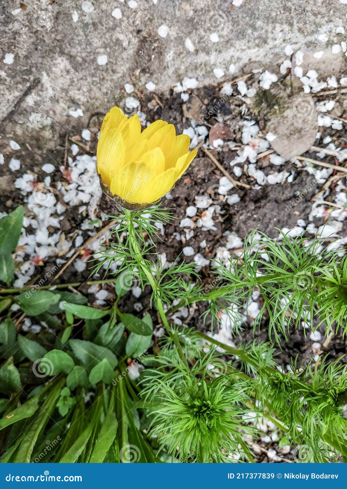 Adonis spring adonis stock image. Image of plant, yellow - 217377839