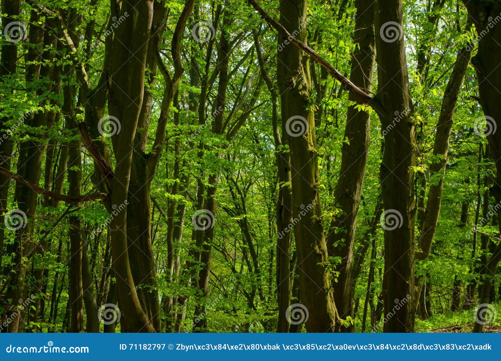 Spring afternoon. stock image. Image of wild, outdoors - 71182797