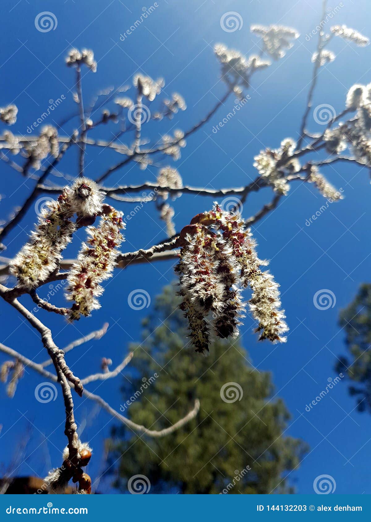 Spring afternoon stock image. Image of spring, tree - 144132203
