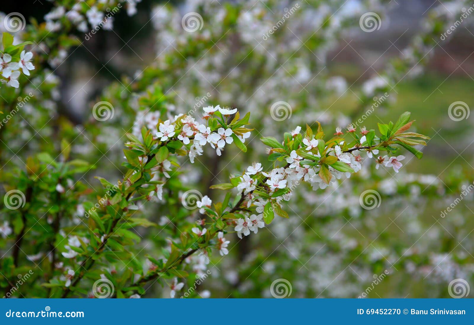 Spring Again stock photo. Image of tree, canon, spring - 69452270