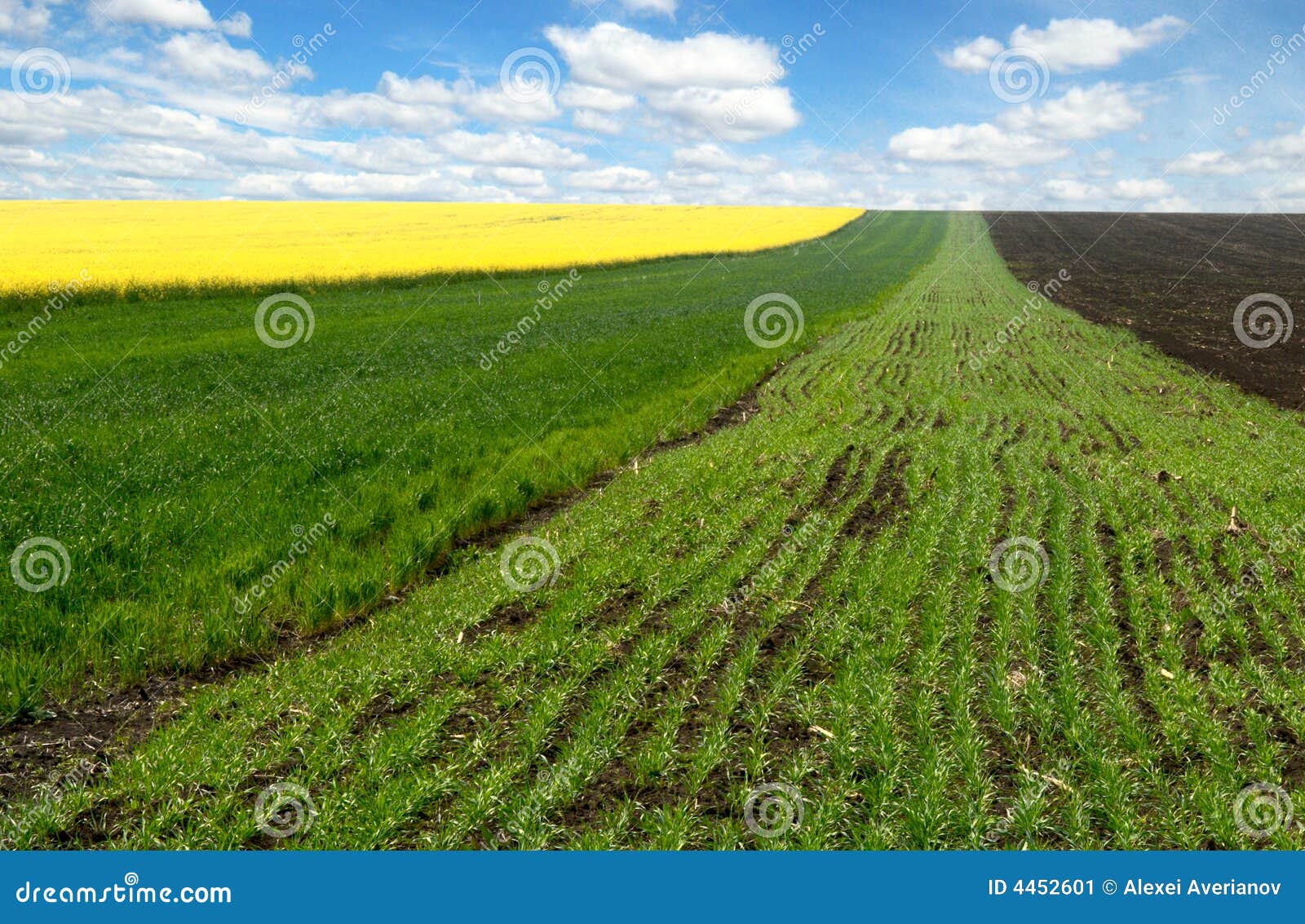 Spring agriculture fields stock image. Image of lush, green - 4452601
