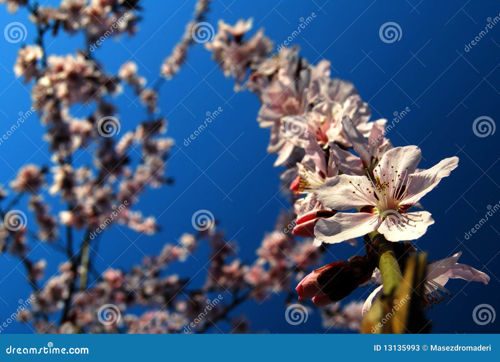 Spring is in the air stock image. Image of macro, branch - 13135993