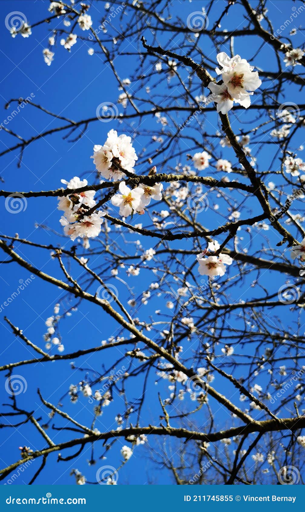 Flowers on trees stock image. Image of tree, branches - 211745855