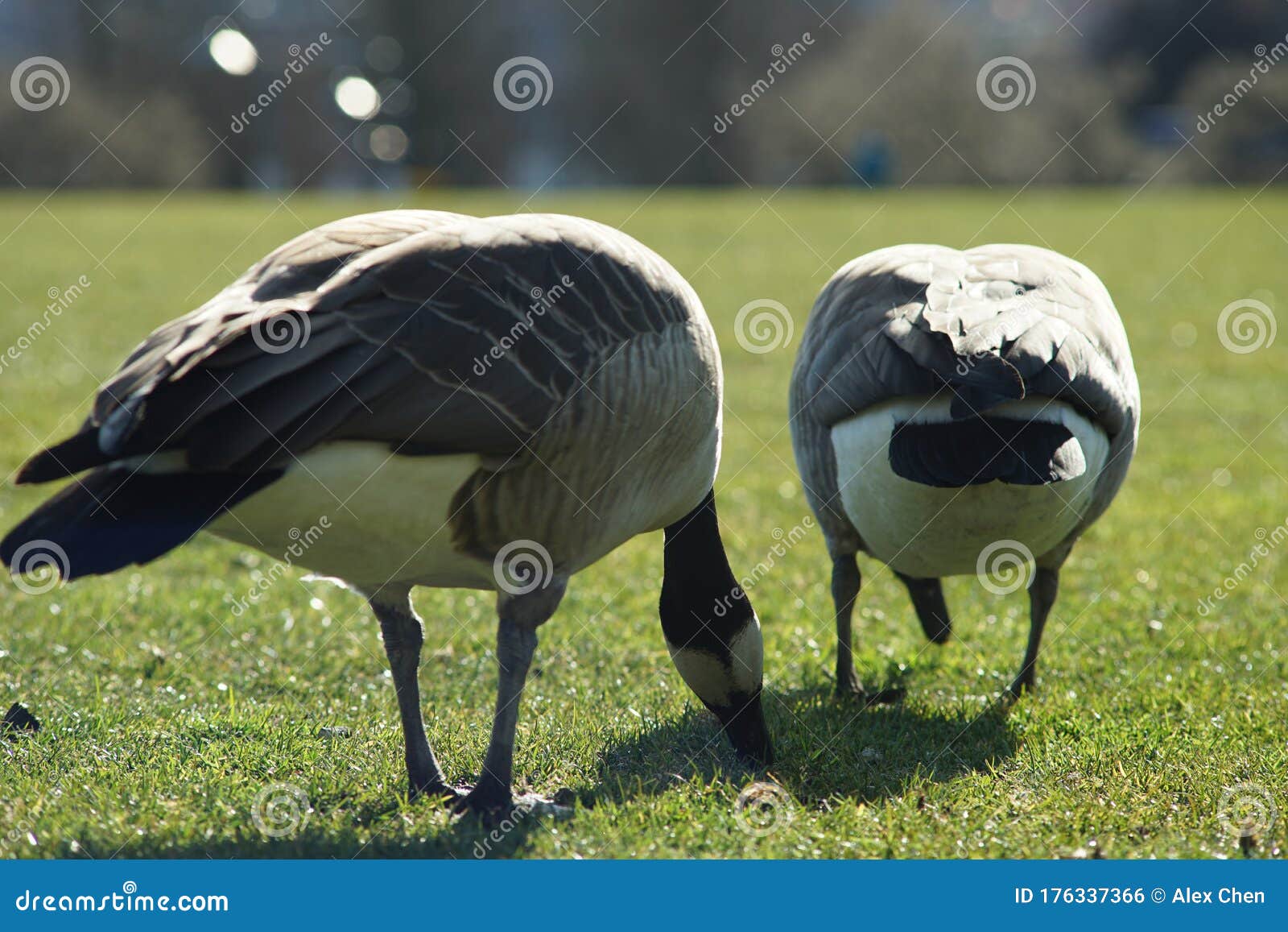 Spring is in the air! stock photo. Image of public, geese - 176337366