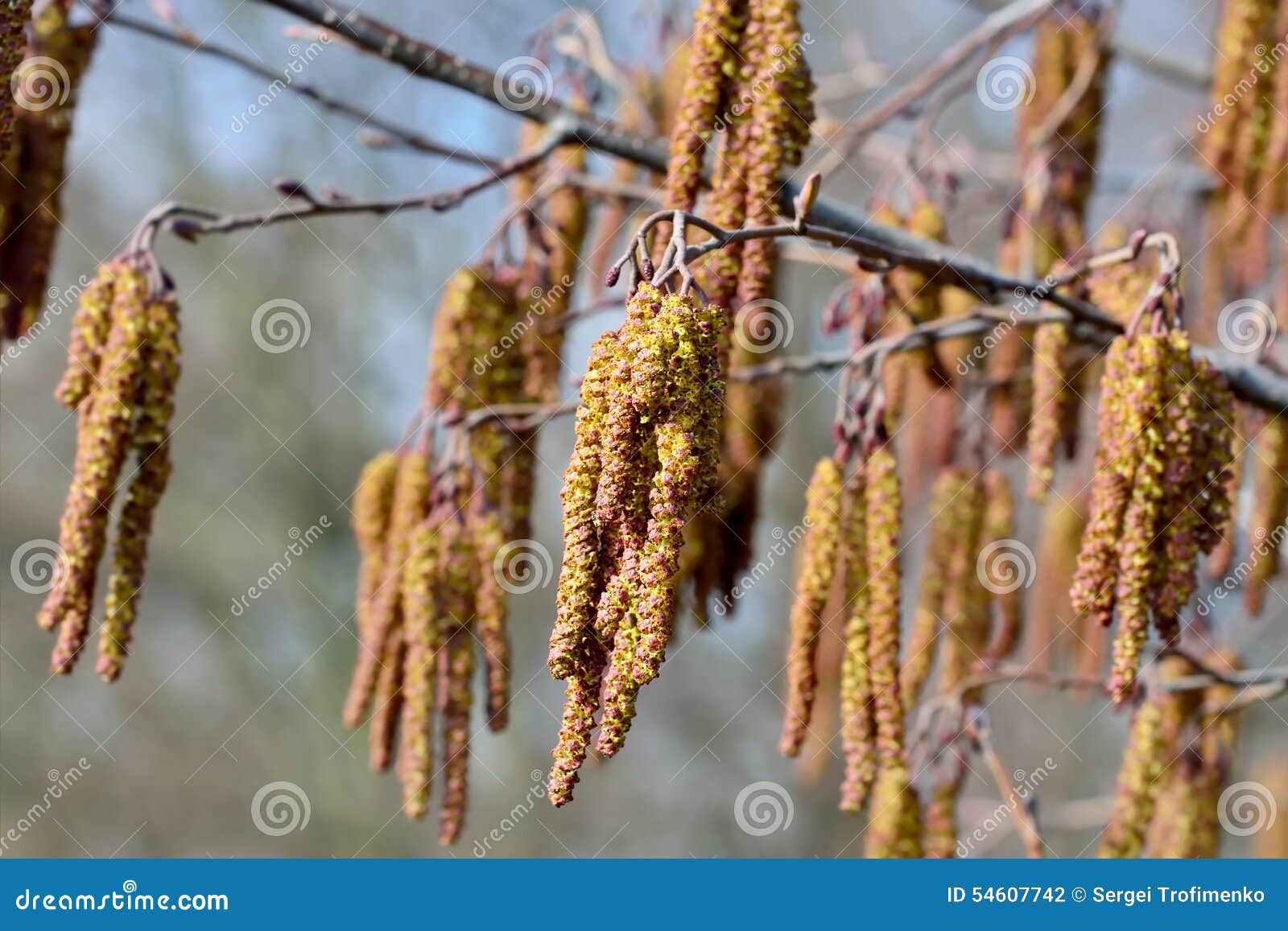 Spring. Alder Catkins Closeup Stock Photo - Image of beautiful ...