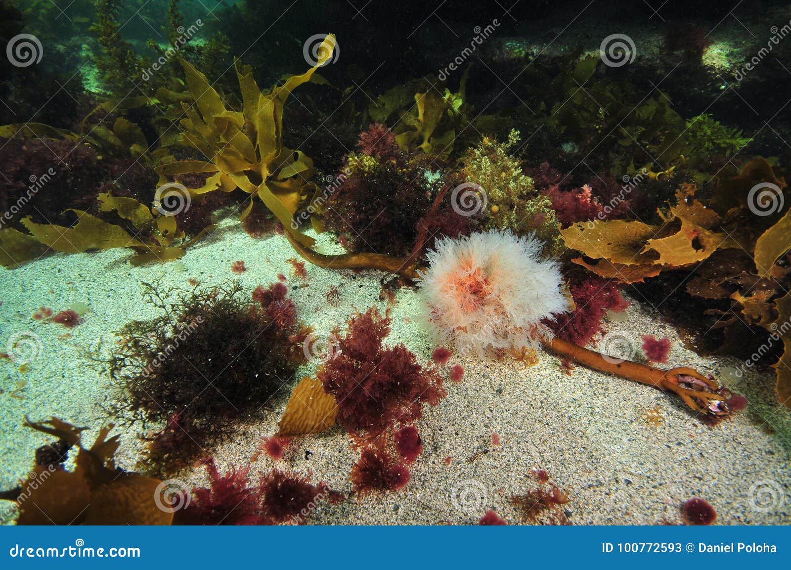 Spring Algae of Various Colours Stock Image - Image of southern ...