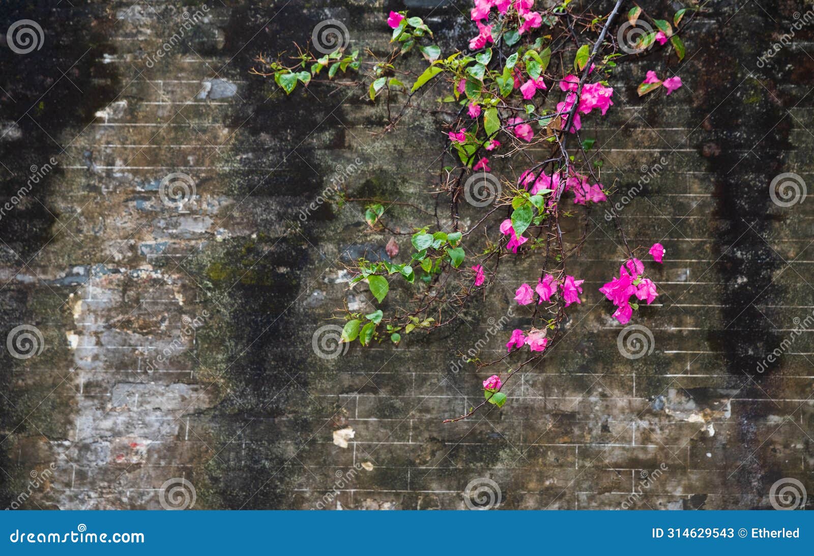The Spring Flower Branch Climbed Up the Ancient Wall Stock Image ...
