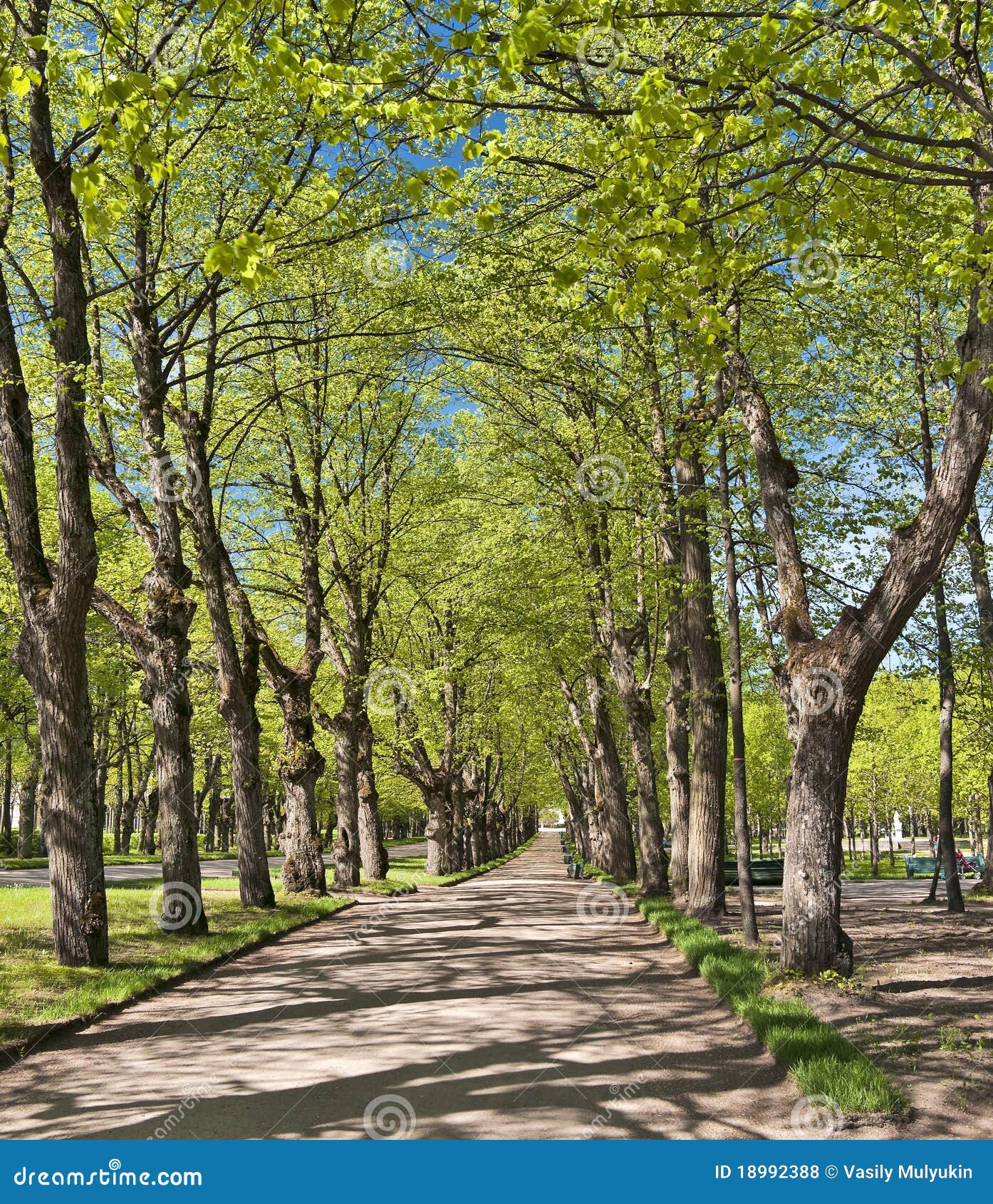 Spring alley stock photo. Image of park, nature, trees - 18992388