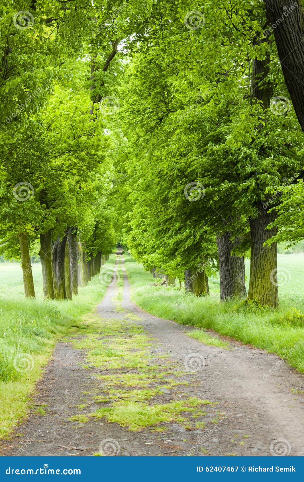 Spring alley stock image. Image of vegetation, view, deserted - 62407467