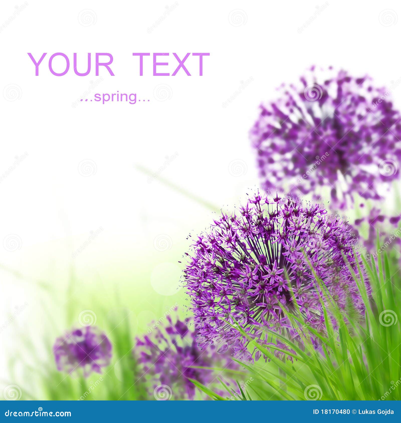Spring allium blossoms stock photo. Image of elegant - 18170480