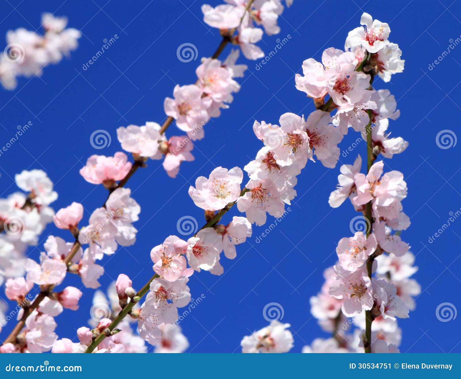 Spring almond tree flowers stock image. Image of natural - 30534751