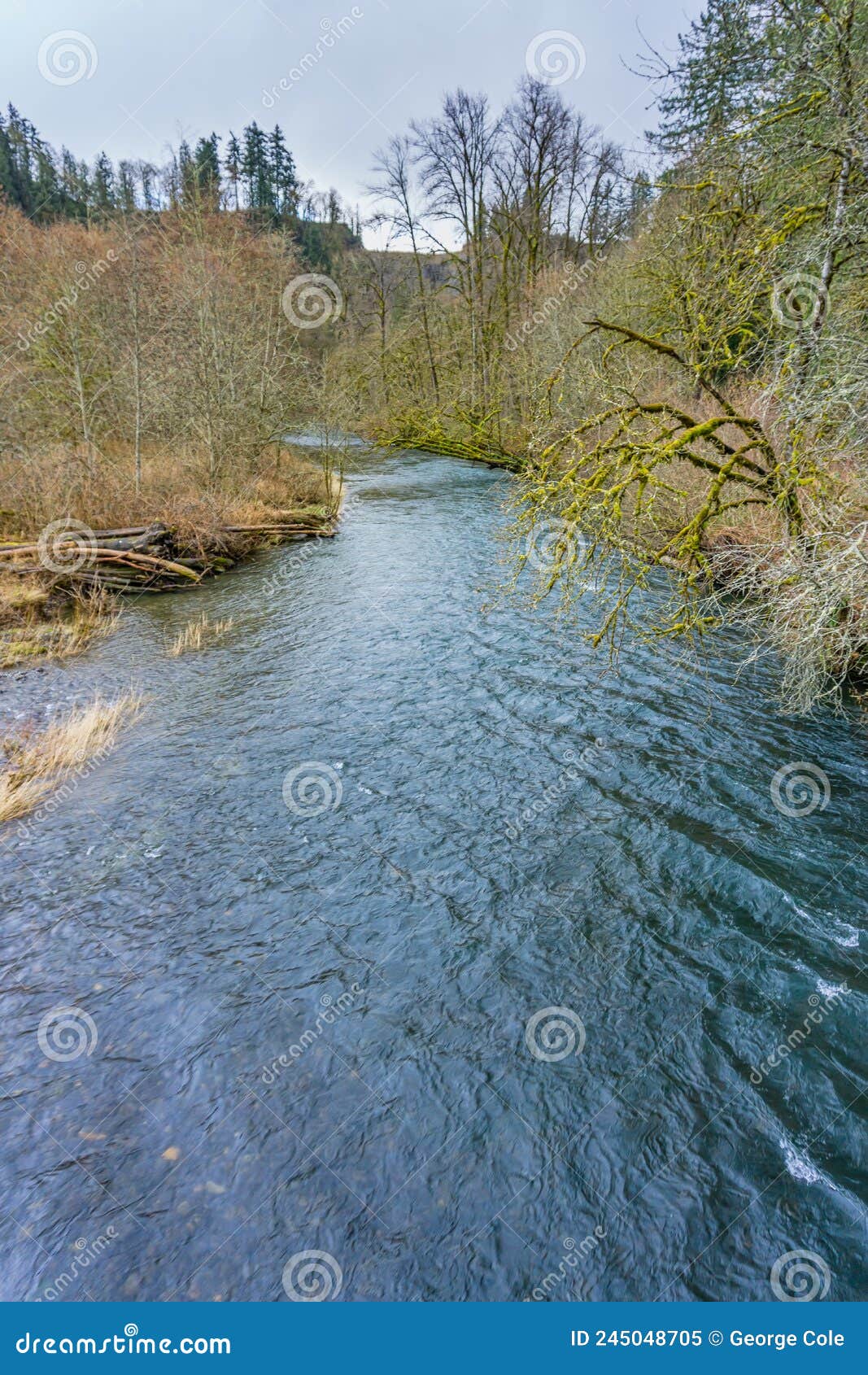 Spring Along the Green River 2 Stock Image - Image of bushes, wild ...