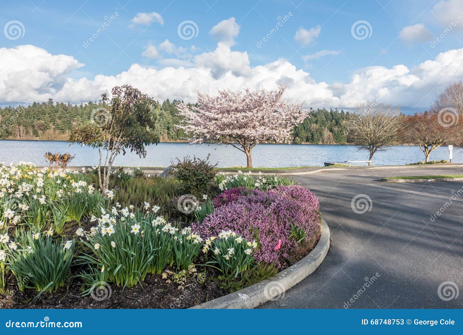 Spring Along Lake Washington 3 Stock Image - Image of flowers, blossoms ...