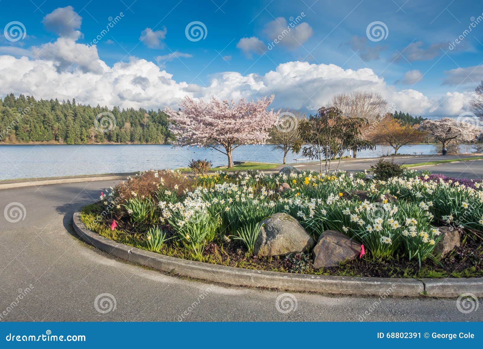 Spring Along Lake Washington 5 Stock Image - Image of seattle ...
