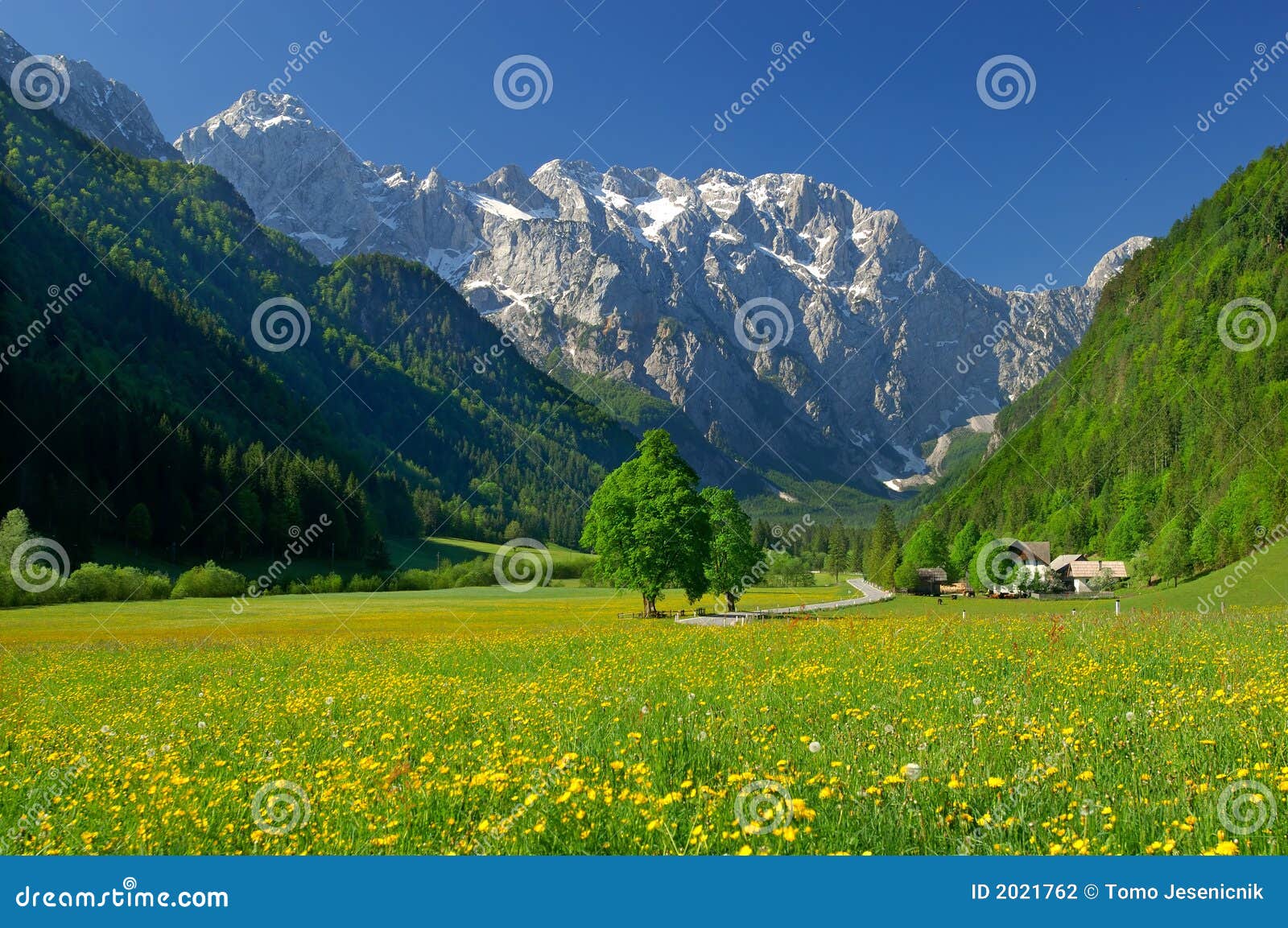 Spring in alpine valley stock photo. Image of grass, growing - 2021762