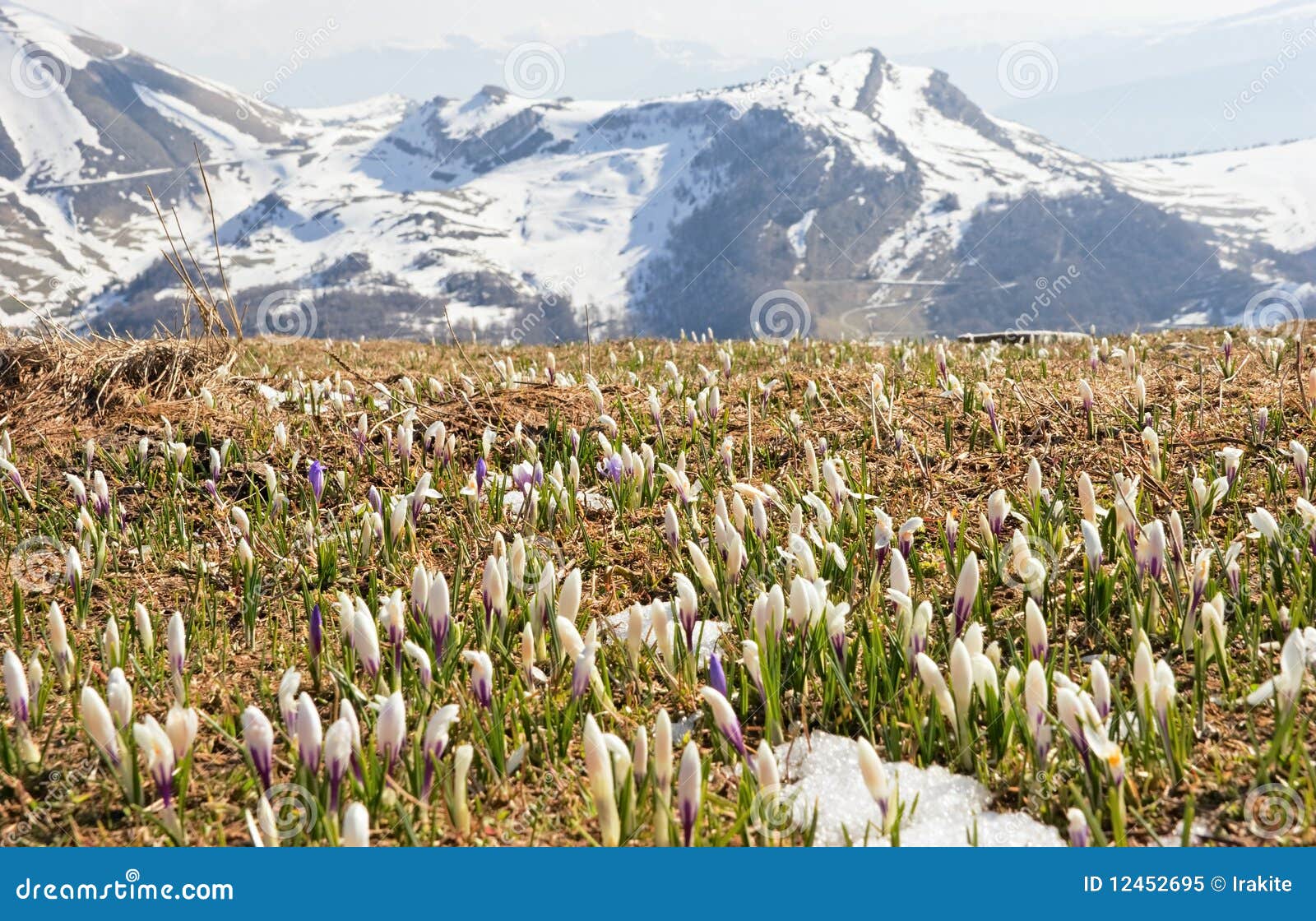 Spring in Alps stock image. Image of outdoors, twig, blooming - 12452695