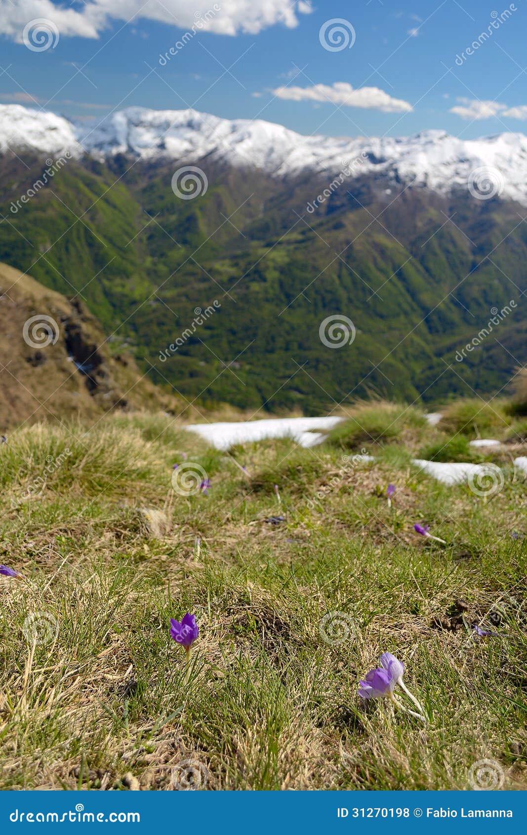Spring in the Alps stock photo. Image of focus, gran - 31270198