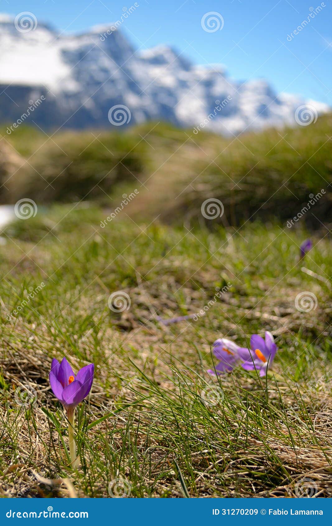 Spring in the Alps stock image. Image of italy, area - 31270209