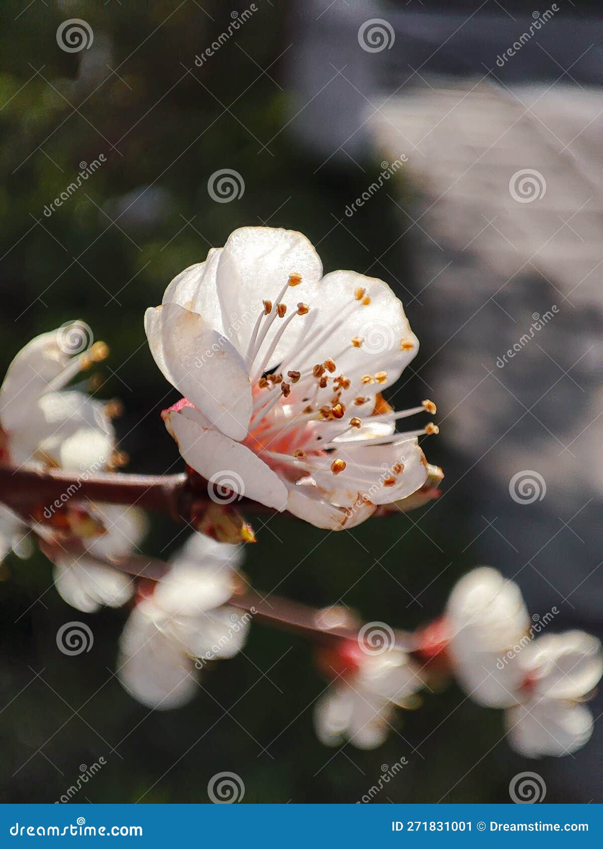 Spring is Already Here Spring Time Springtide the Beauty of Spring ...