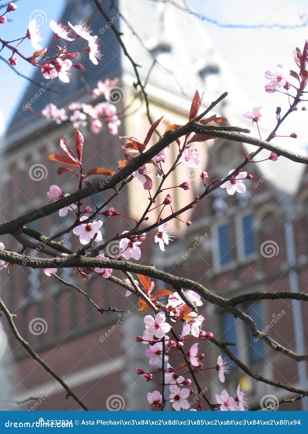 Spring in Amsterdam stock photo. Image of city, historical - 2337024