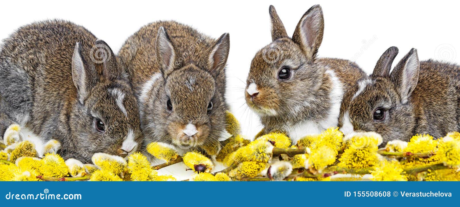 Cute Rabbits - Spring Animals Stock Photo - Image of friendly, flowery ...