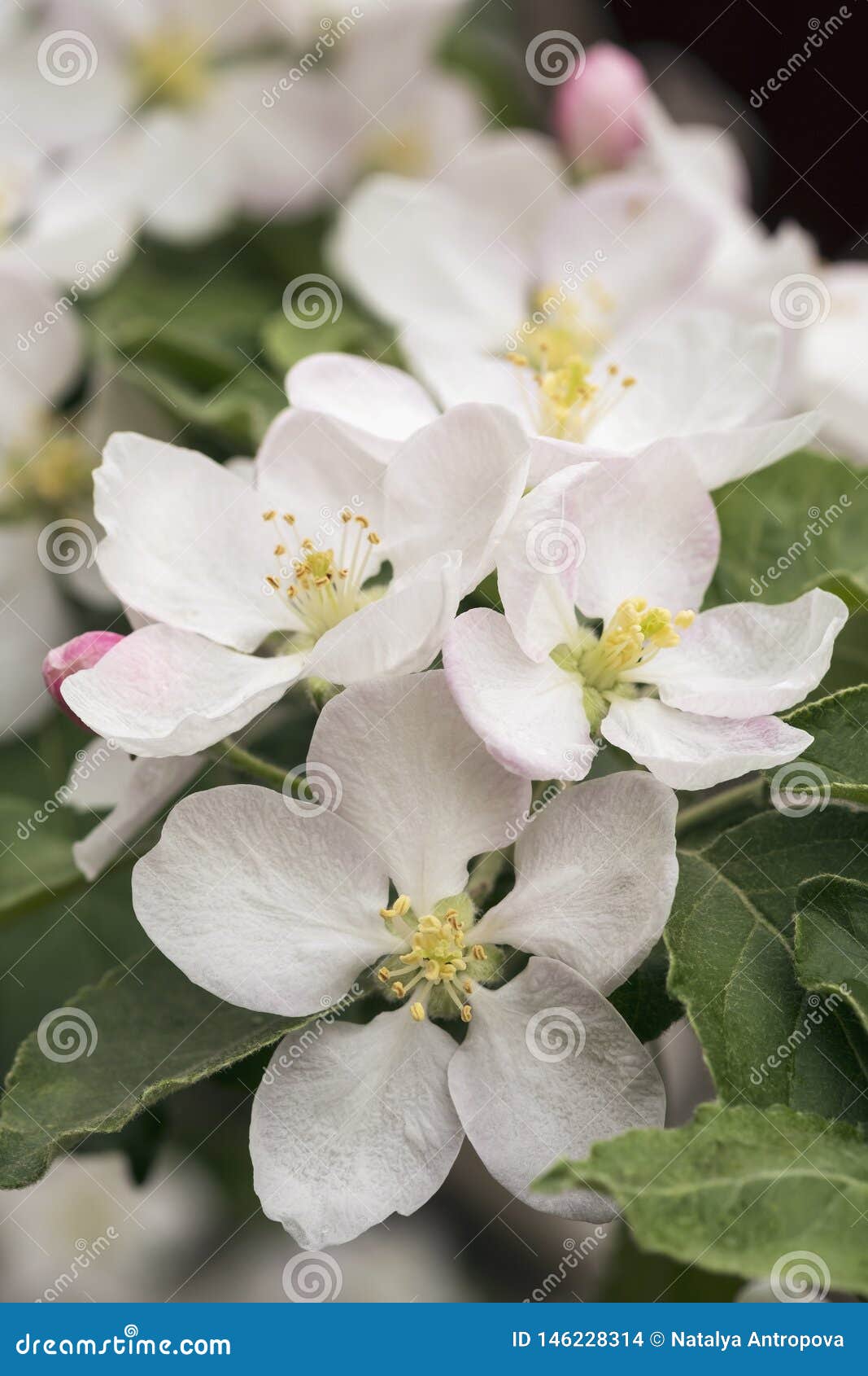 Spring Apple Blossom. Abundant Flowering Apple Tree Stock Photo - Image ...