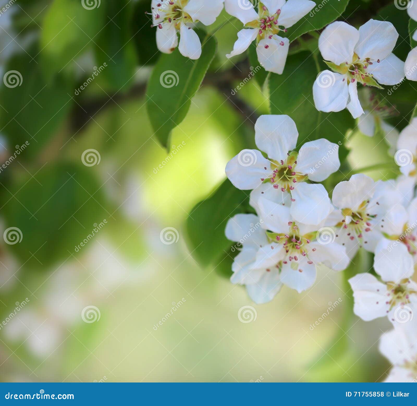 Spring Apple Blossom Background Stock Photo - Image of close, easter ...