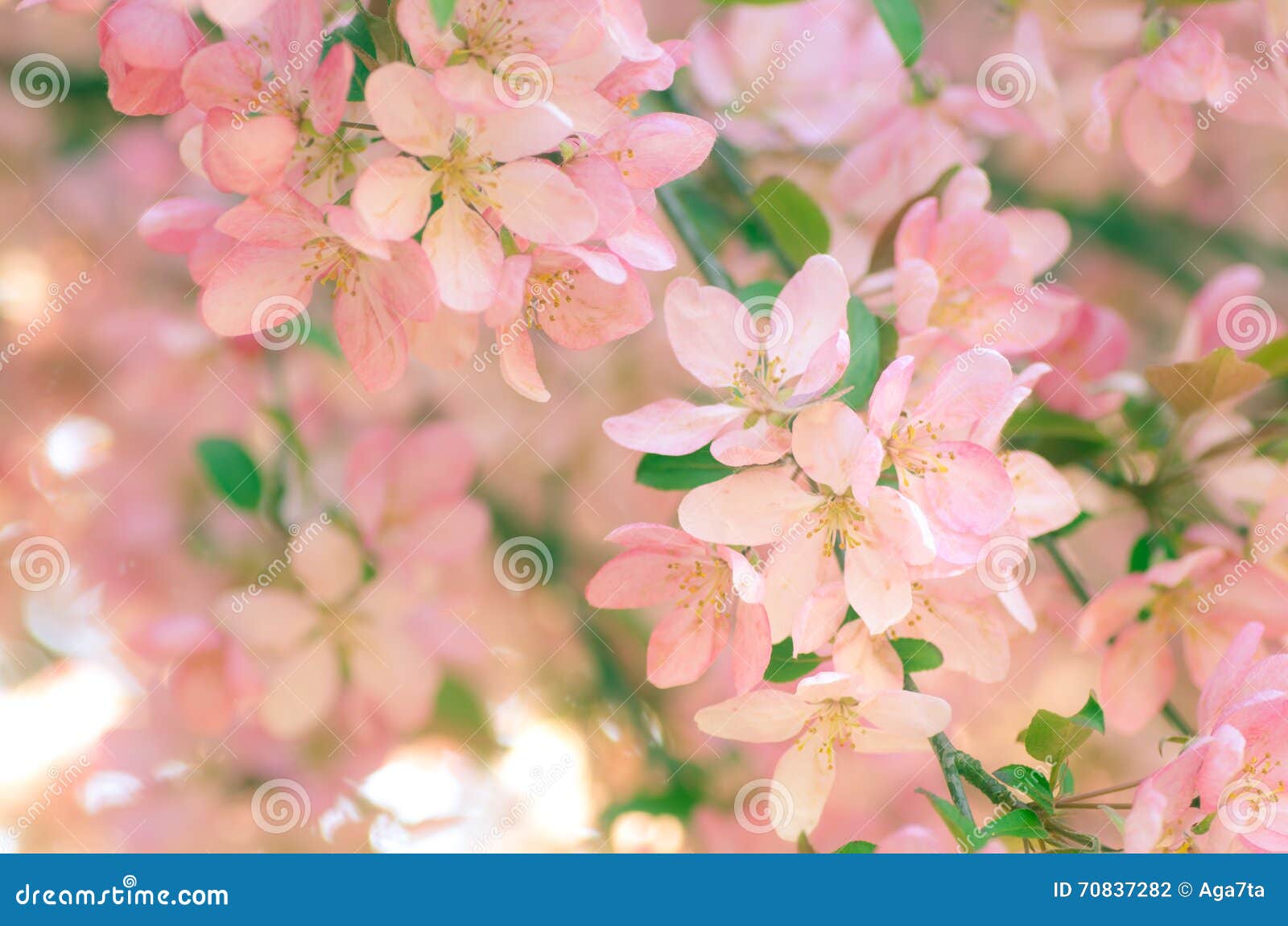 Spring apple blossom stock photo. Image of fresh, growth - 70837282