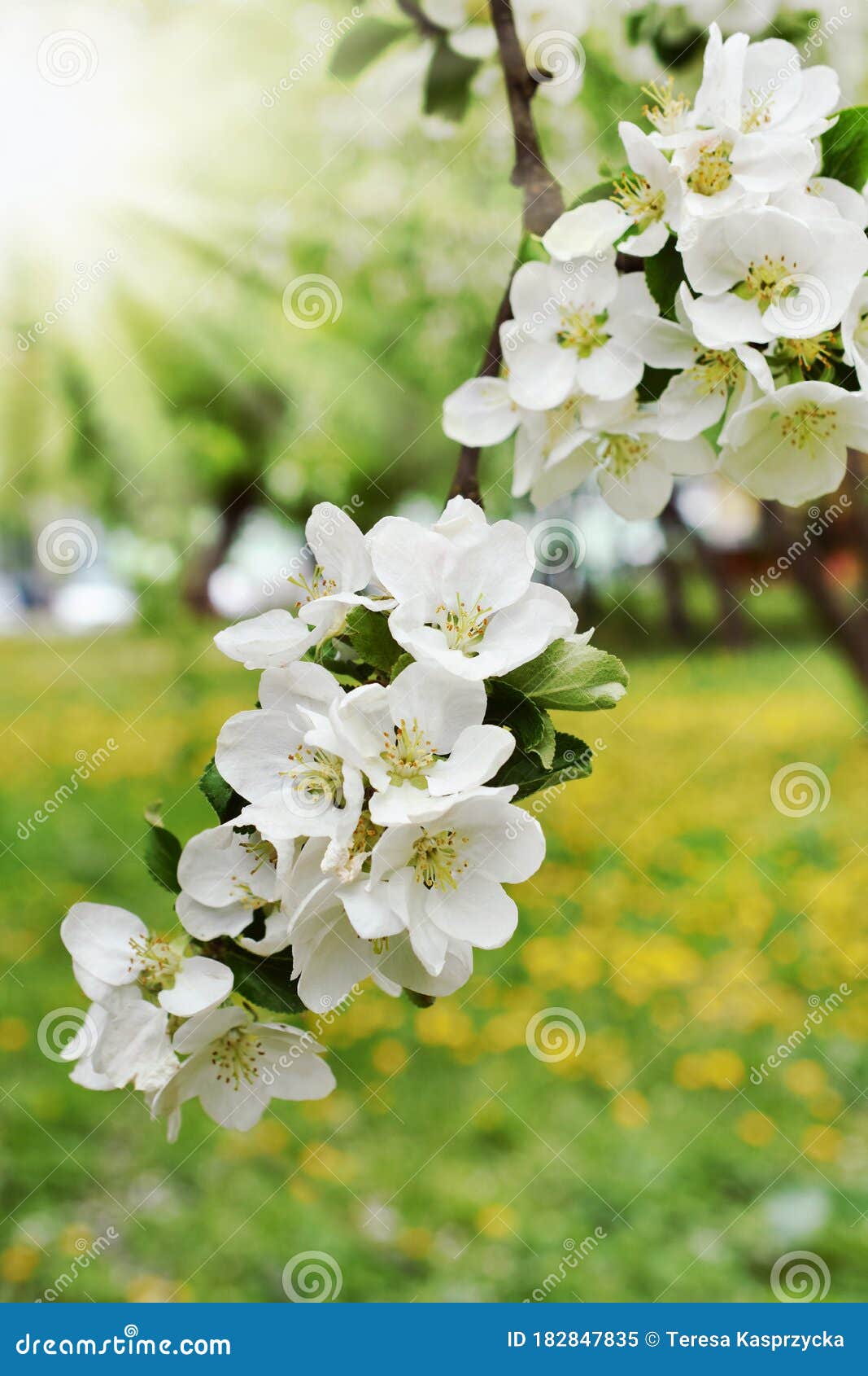 Spring apple blossoms stock image. Image of outdoor - 182847835