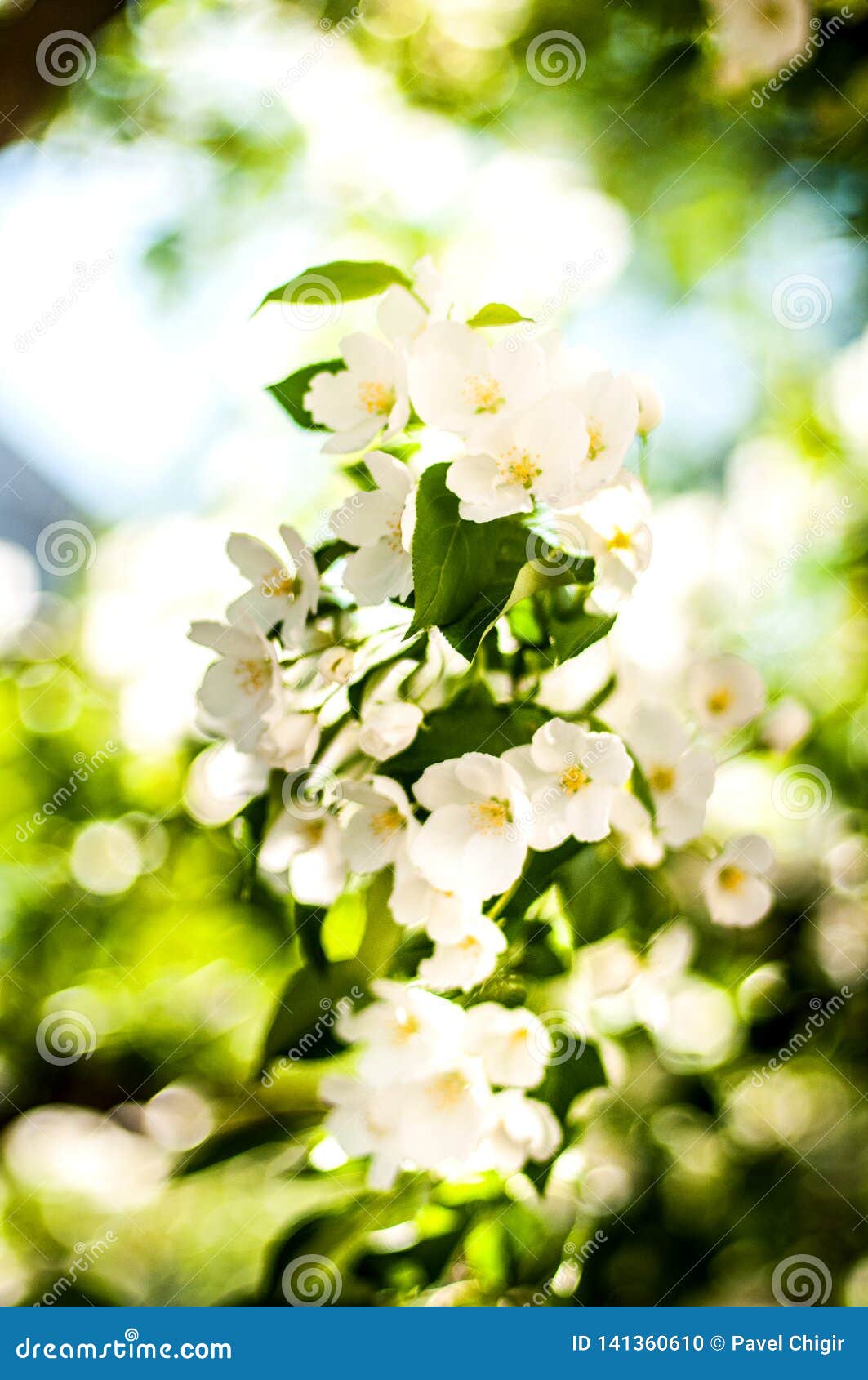 Spring Apple blossoms stock photo. Image of closeup - 141360610