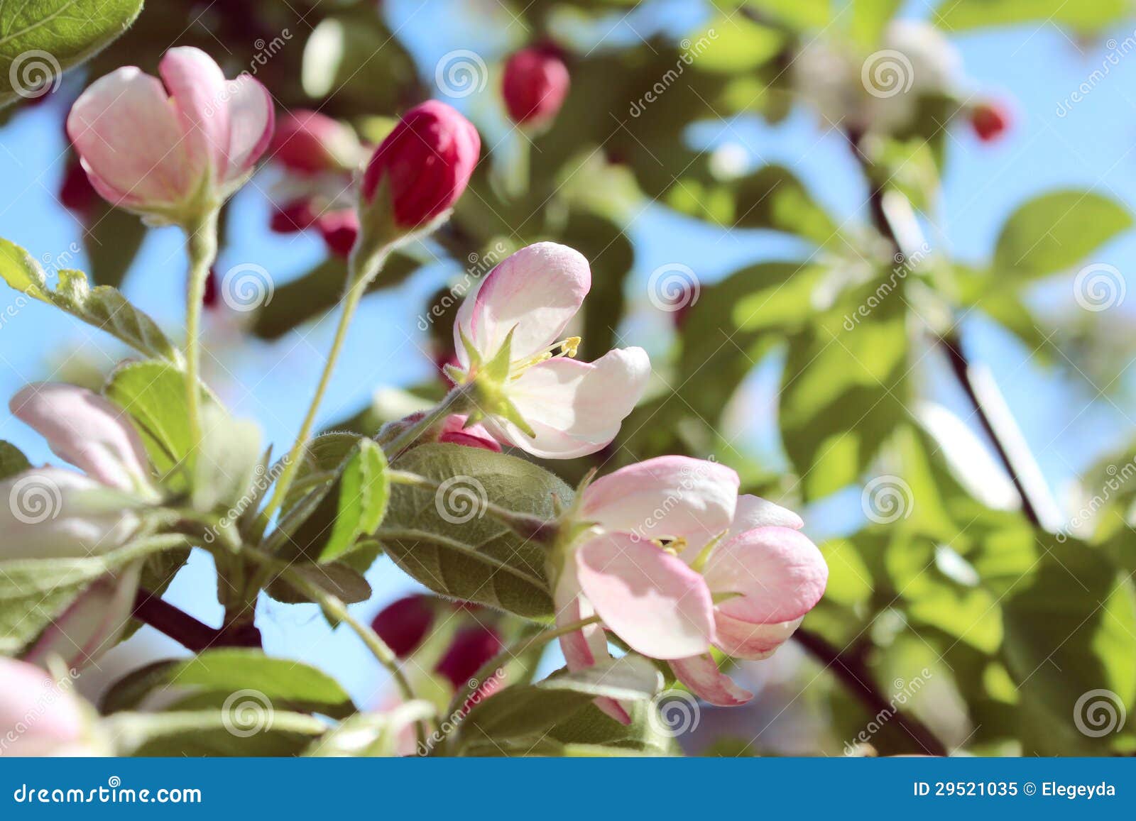 Spring apple flowers stock image. Image of apple, pretty - 29521035