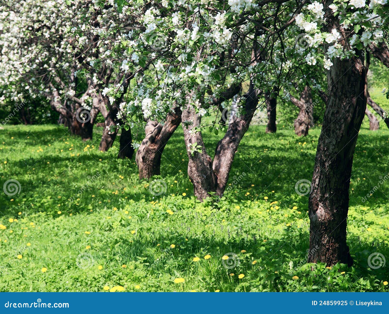 Spring in apple garden stock image. Image of ecology - 24859925