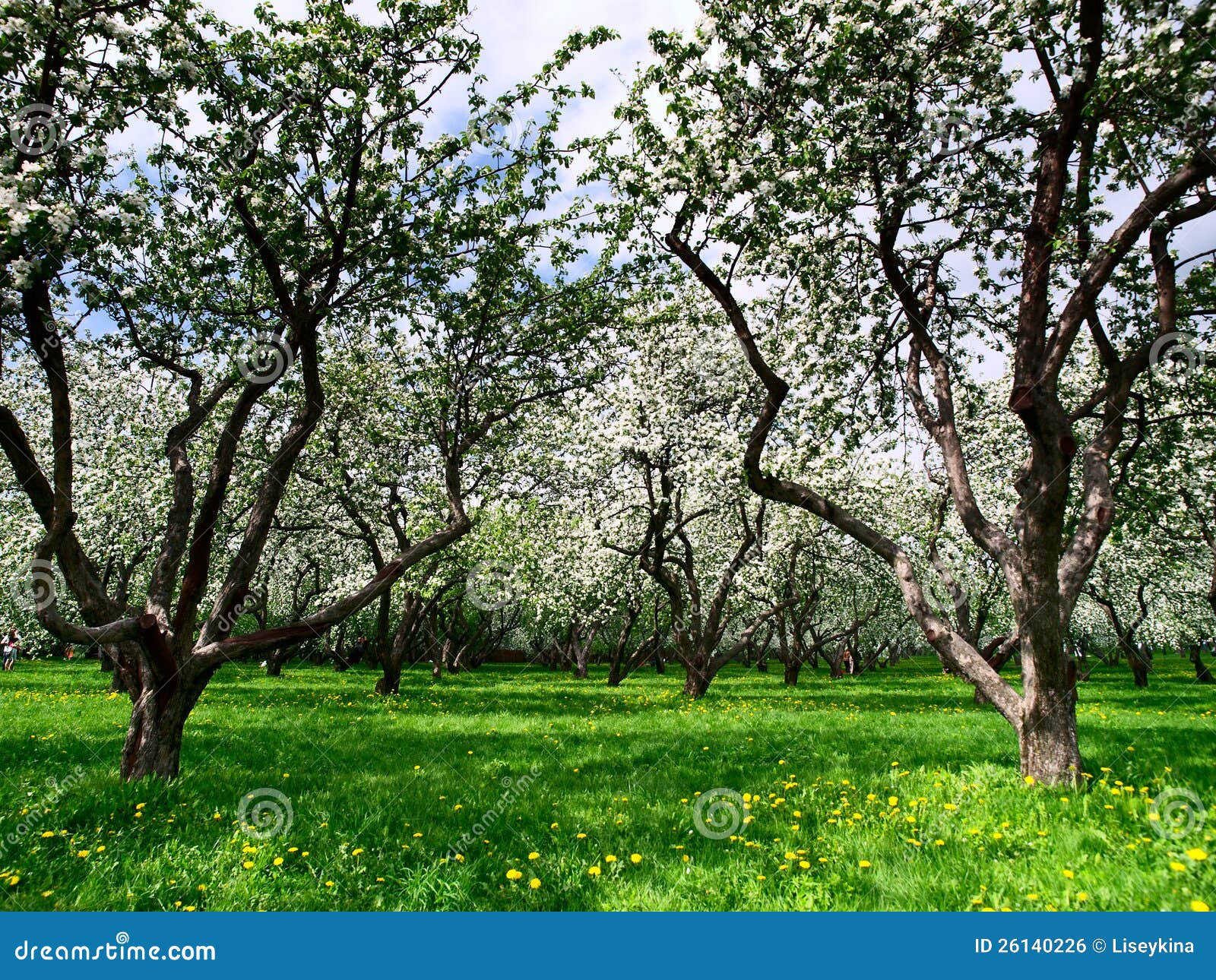 Spring in apple garden stock photo. Image of high, green - 26140226