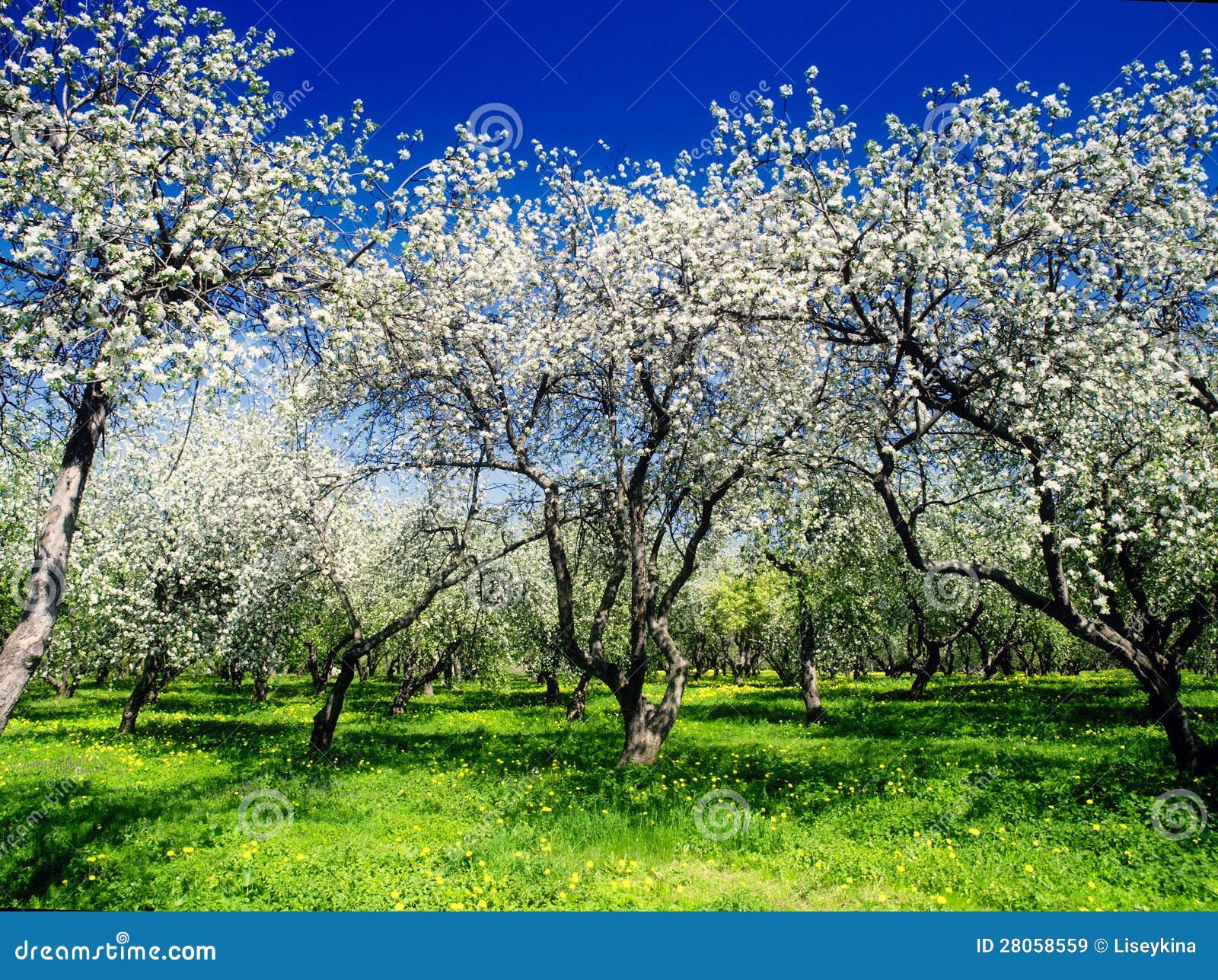 Spring in apple garden stock image. Image of freshness - 28058559