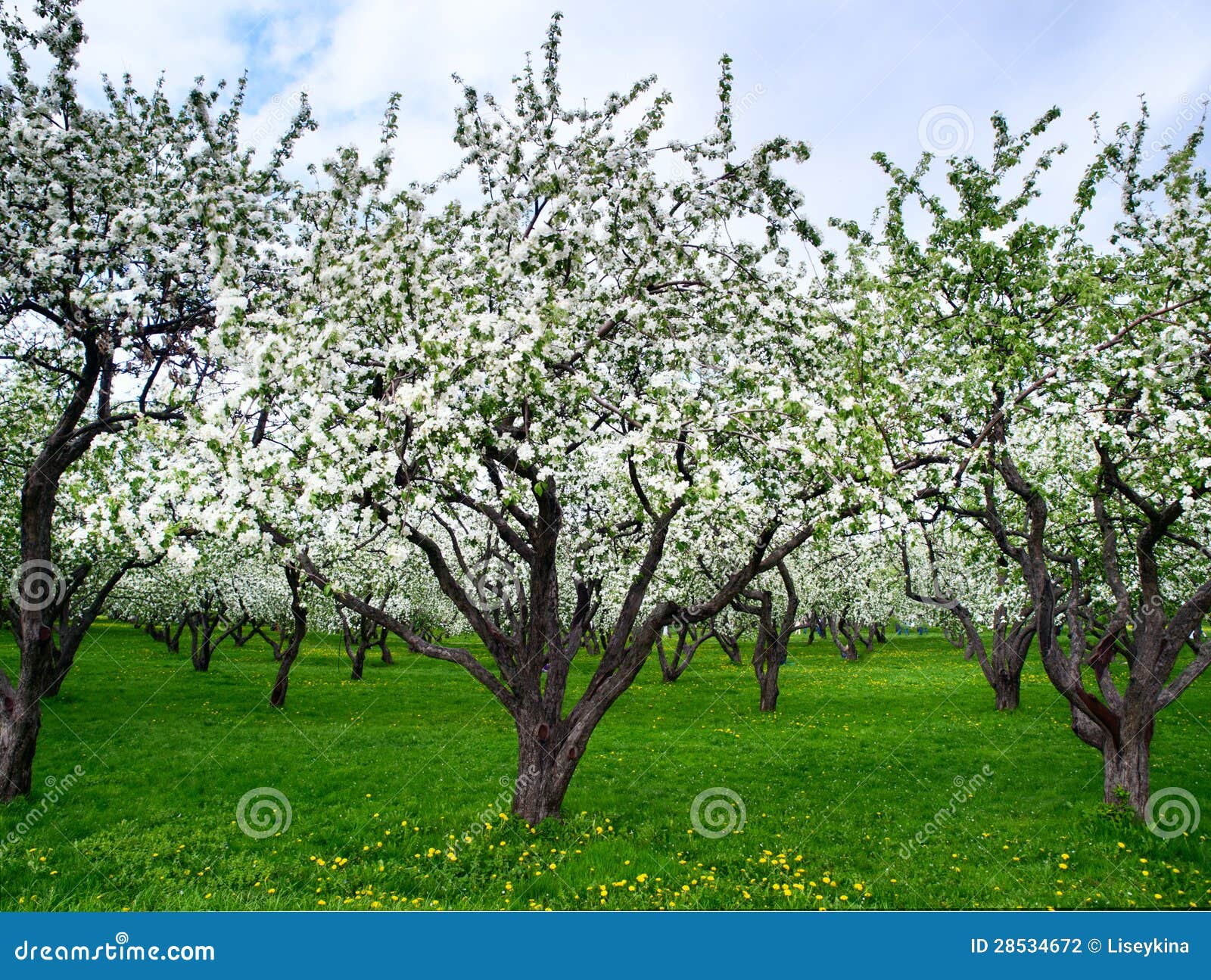 Spring in apple garden stock photo. Image of country - 28534672