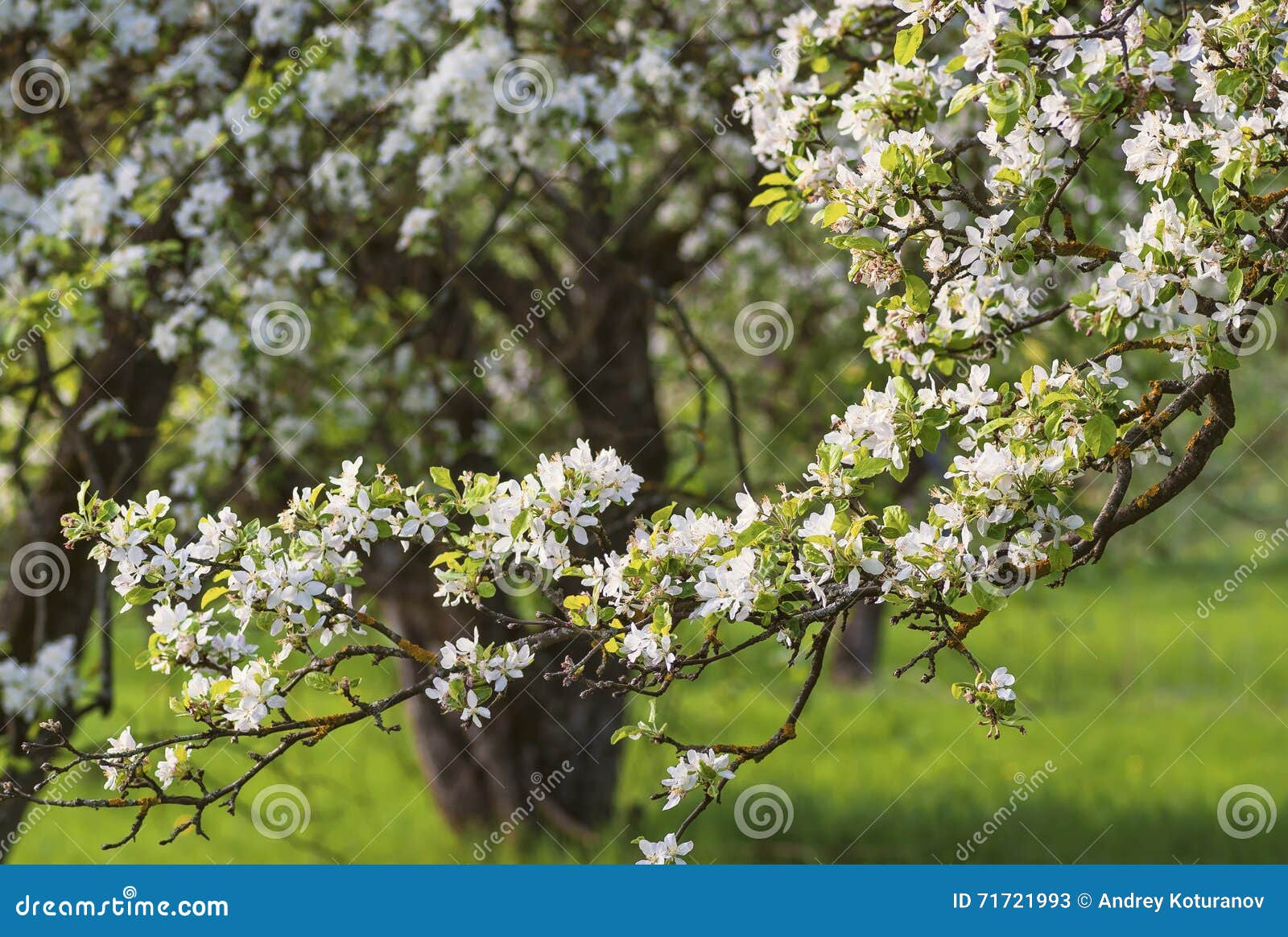 Spring in apple garden stock image. Image of blooming - 71721993
