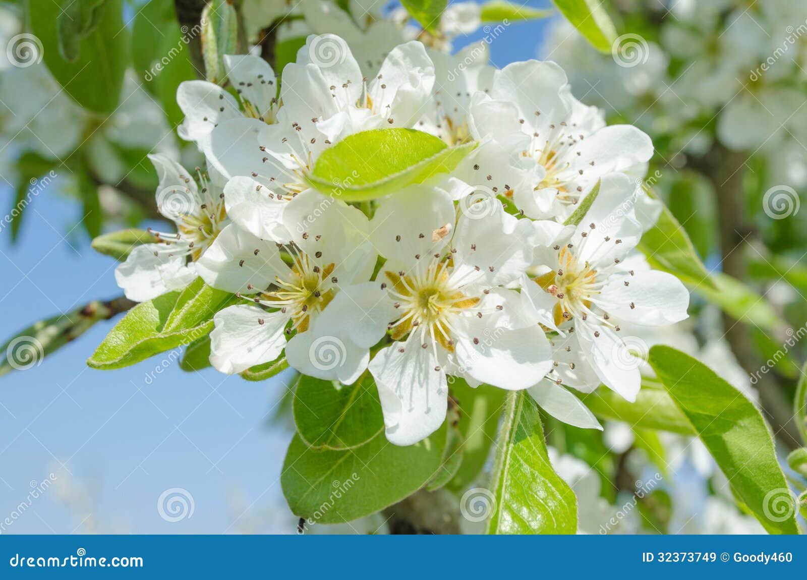 Spring apple stock image. Image of gardening, natural - 32373749