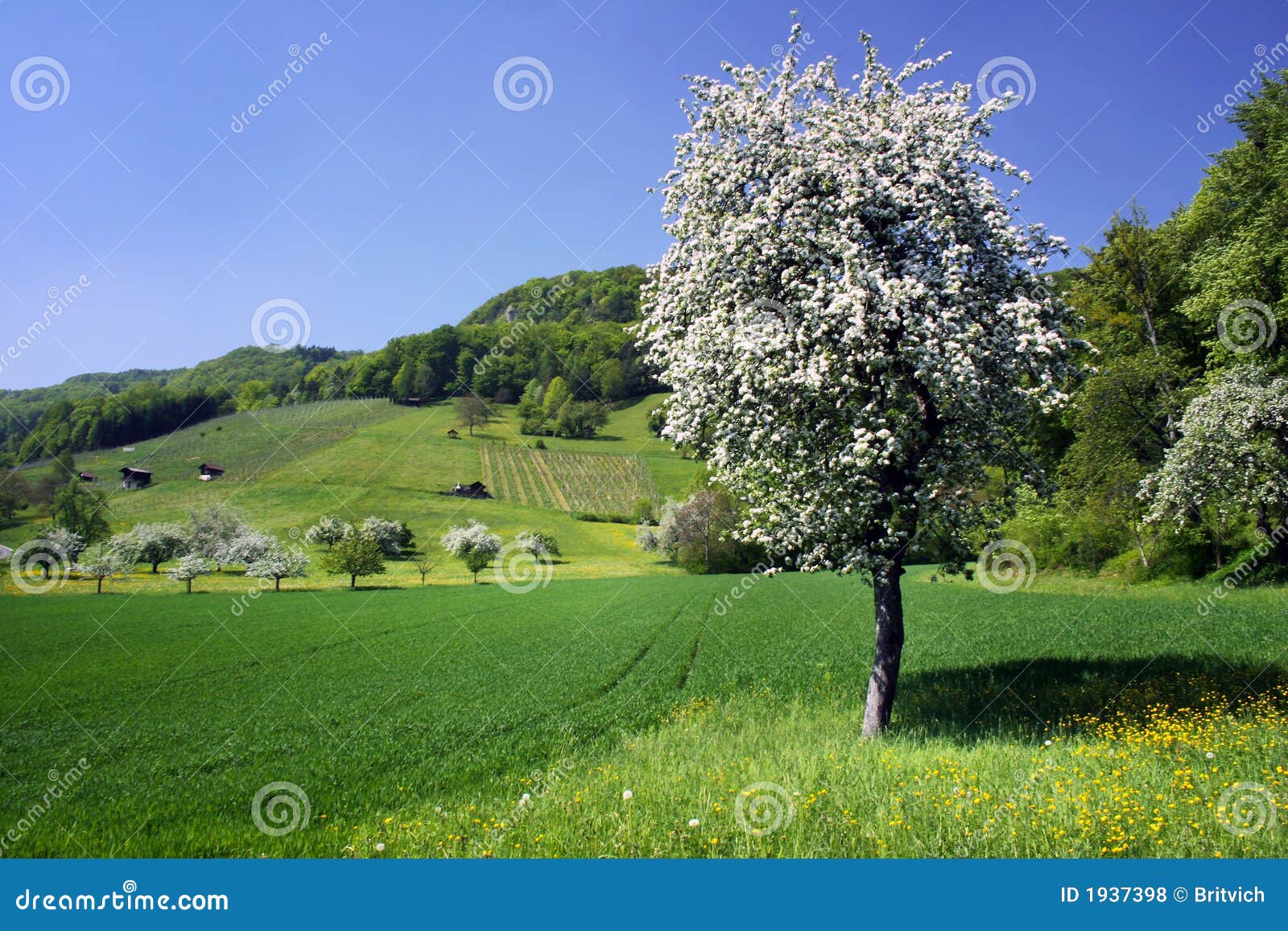 Spring apple-tree stock photo. Image of blossom, lawn - 1937398