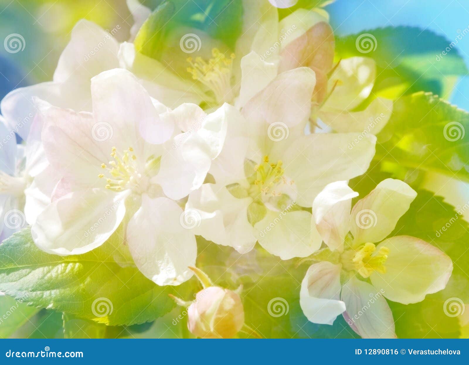 Spring apple tree blooming stock photo. Image of nature - 12890816