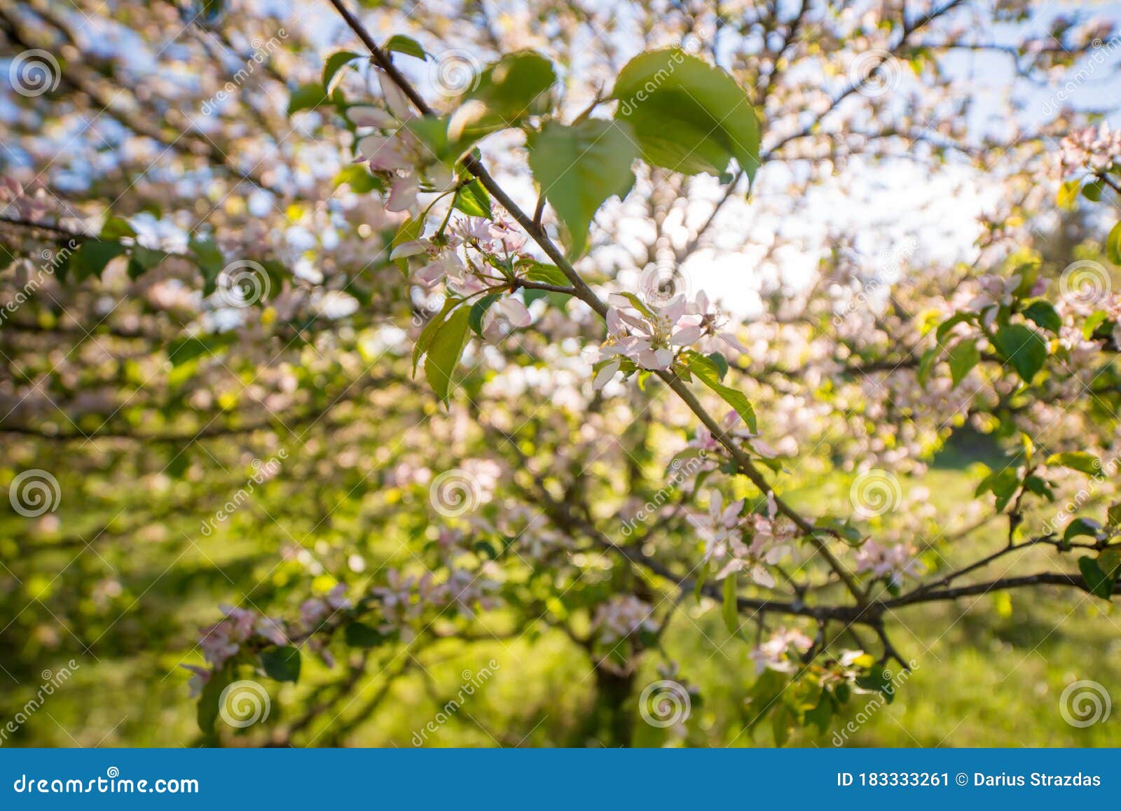 Spring Apple Tree Blooming Wide Angle View Stock Image - Image of ...