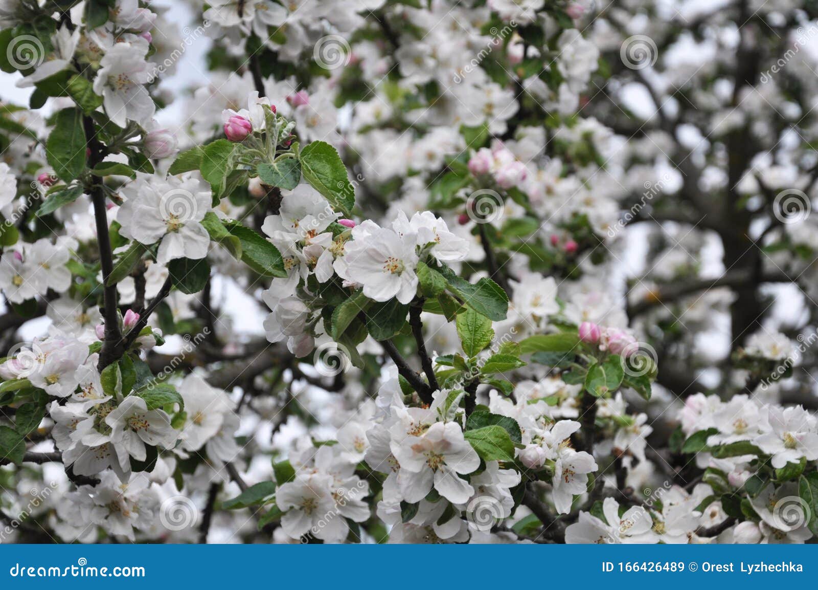 In the Spring in the Orchard, an Apple-tree Blossoms Stock Image ...