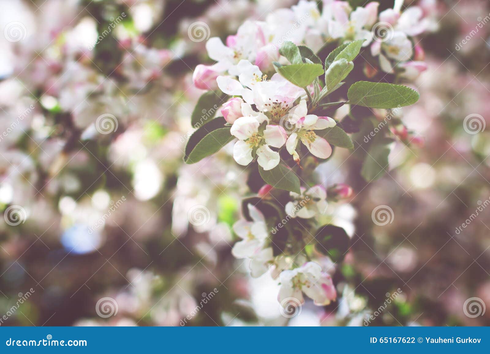 Spring: Apple Tree Flowers Blossoming Stock Photo - Image of gentle ...