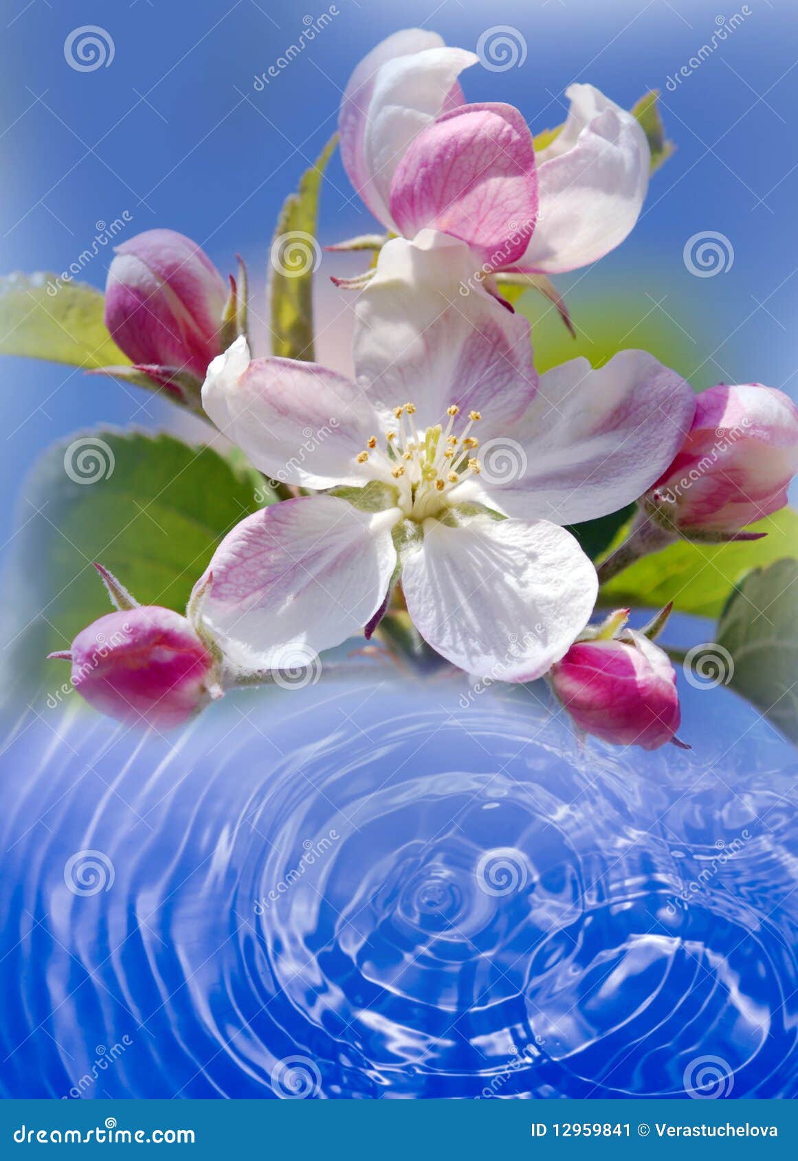 Spring Apple Tree and Water Background Stock Image - Image of green ...