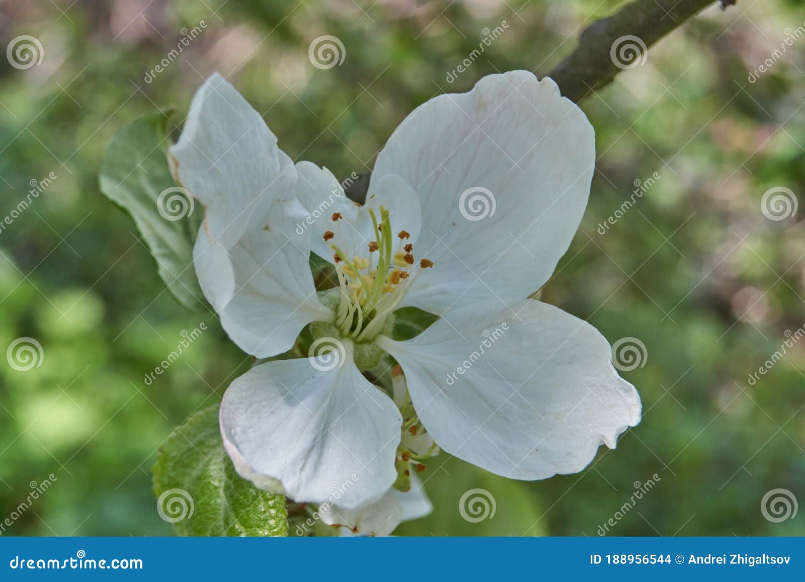 Apple Trees Bloom in the Garden. Stock Photo - Image of tree, pollen ...
