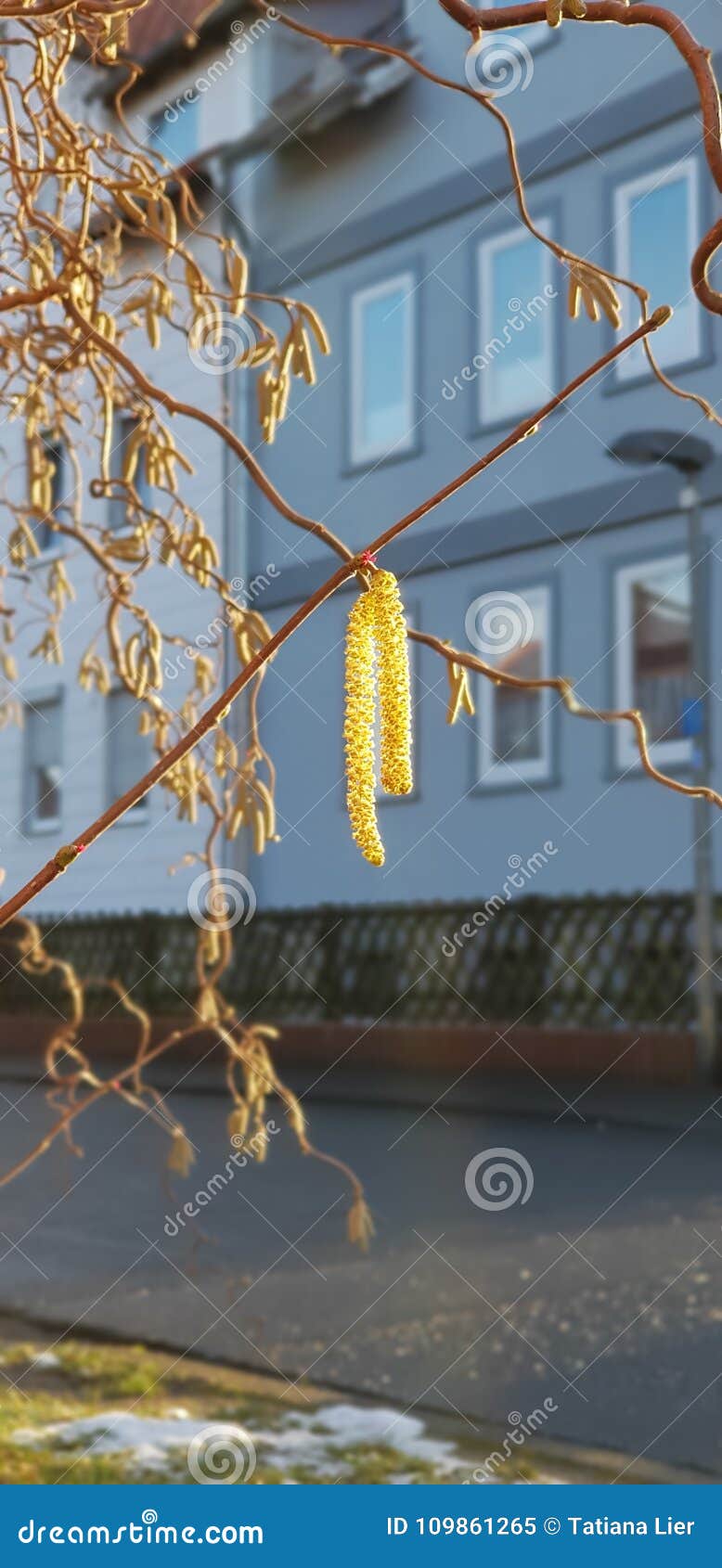 Spring is approaching. stock image. Image of approaching - 109861265