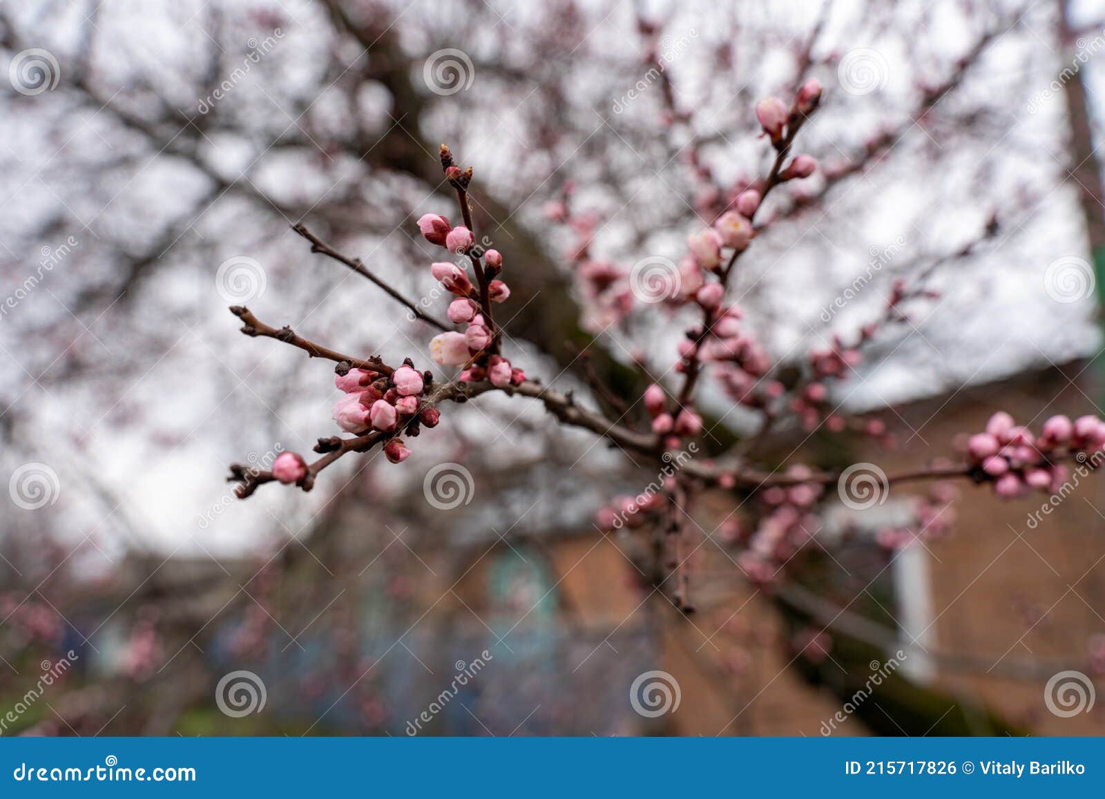 Spring Apricot Blossom. the Buds Turn into Flowers Stock Photo - Image ...