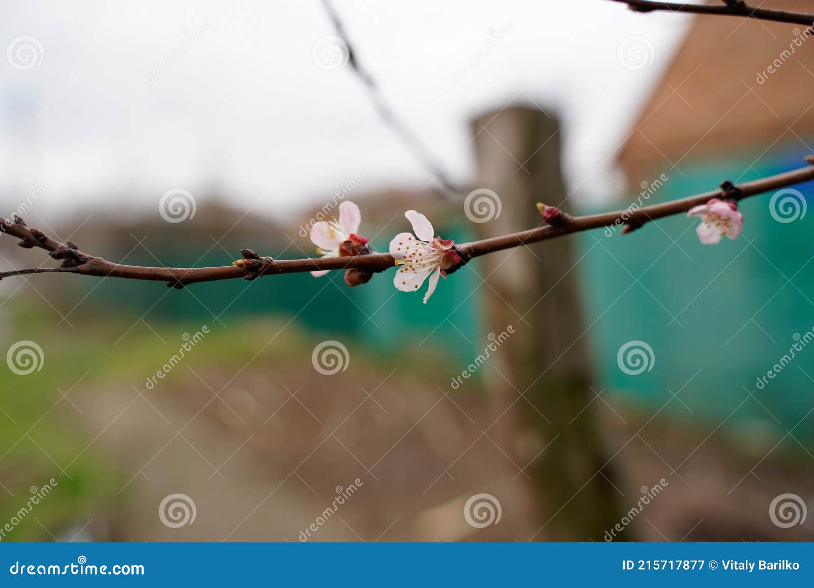 Spring Apricot Blossom. the Buds Turn into Flowers Stock Image - Image ...