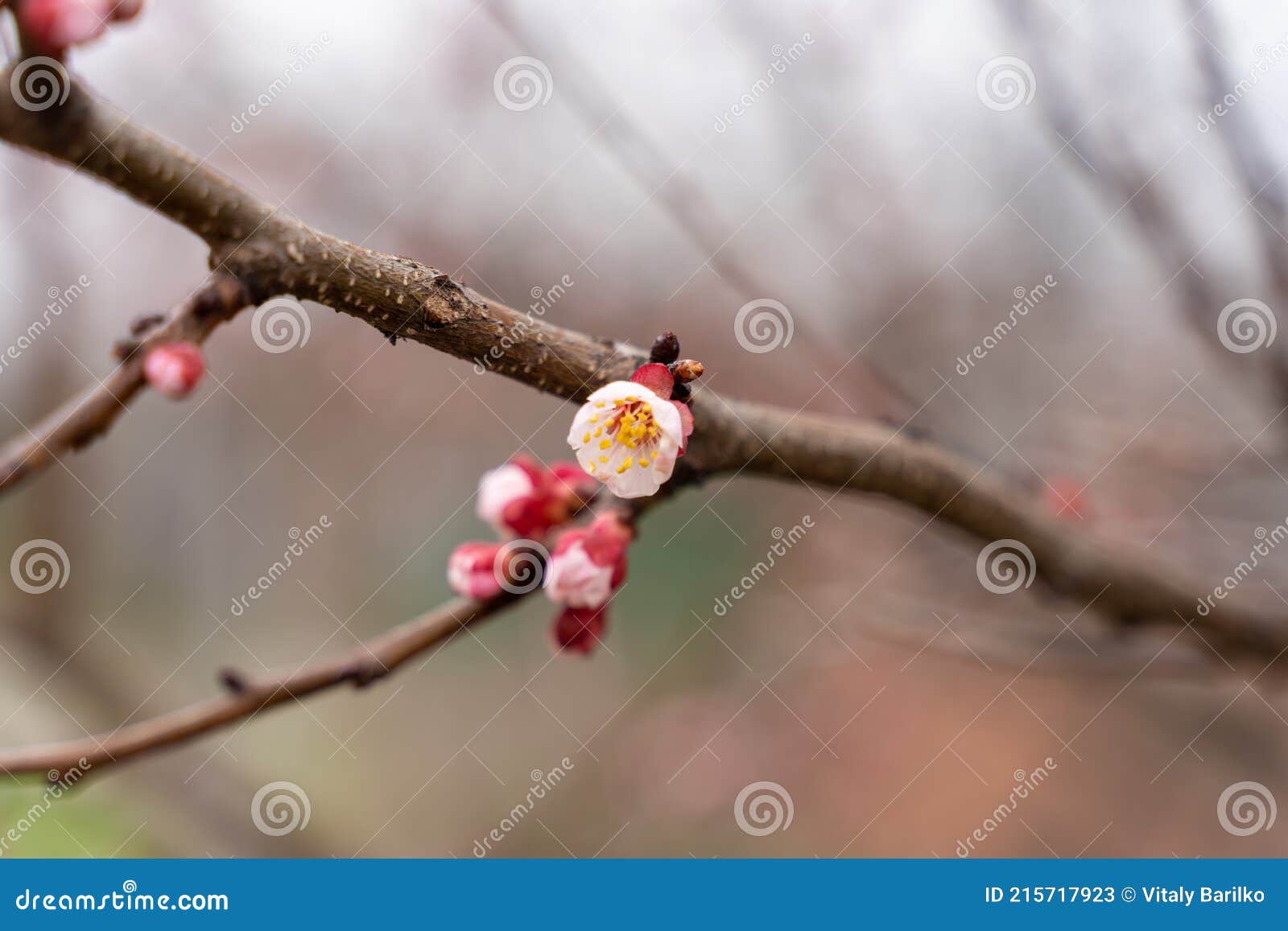 Spring Apricot Blossom. the Buds Turn into Flowers Stock Image - Image ...